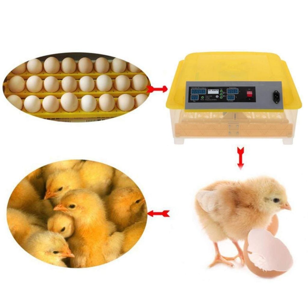 Couveuse Automatique 48 Oeufs ⇒ Les meilleurs incubateurs à oeufs